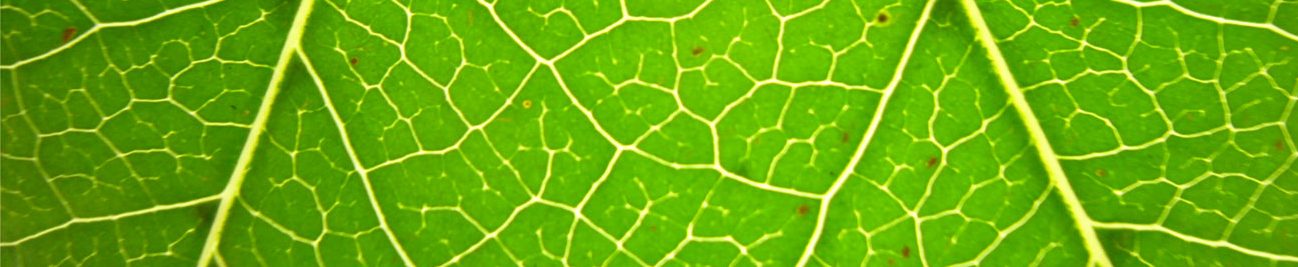 ANDREW RINGSMUTH – Perspectives on a complex planet